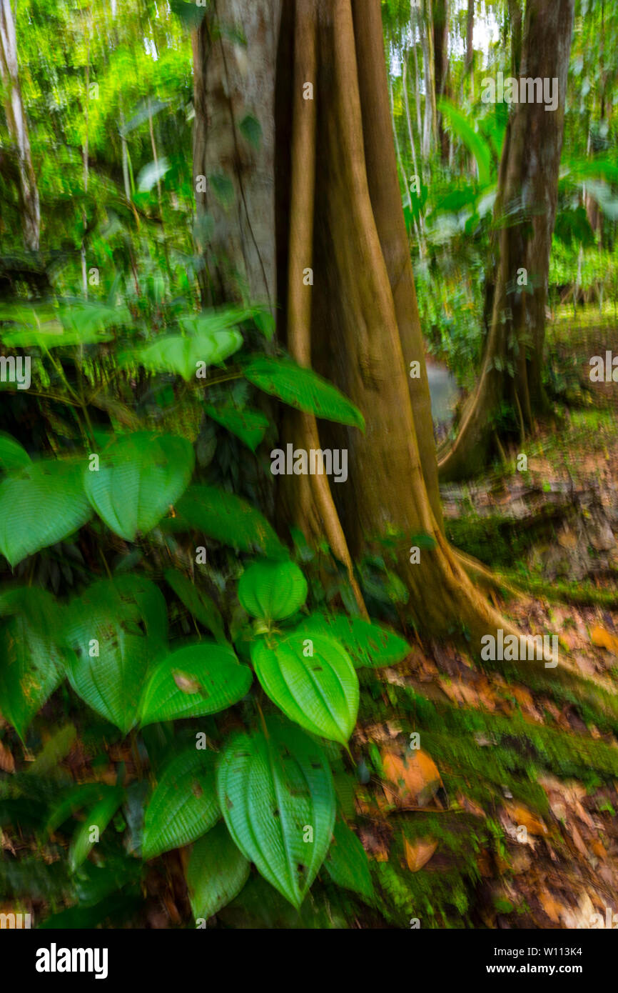 Tropical forest, Dolphin Bay, Bocas del Toro Archipelago, Bocas del ...