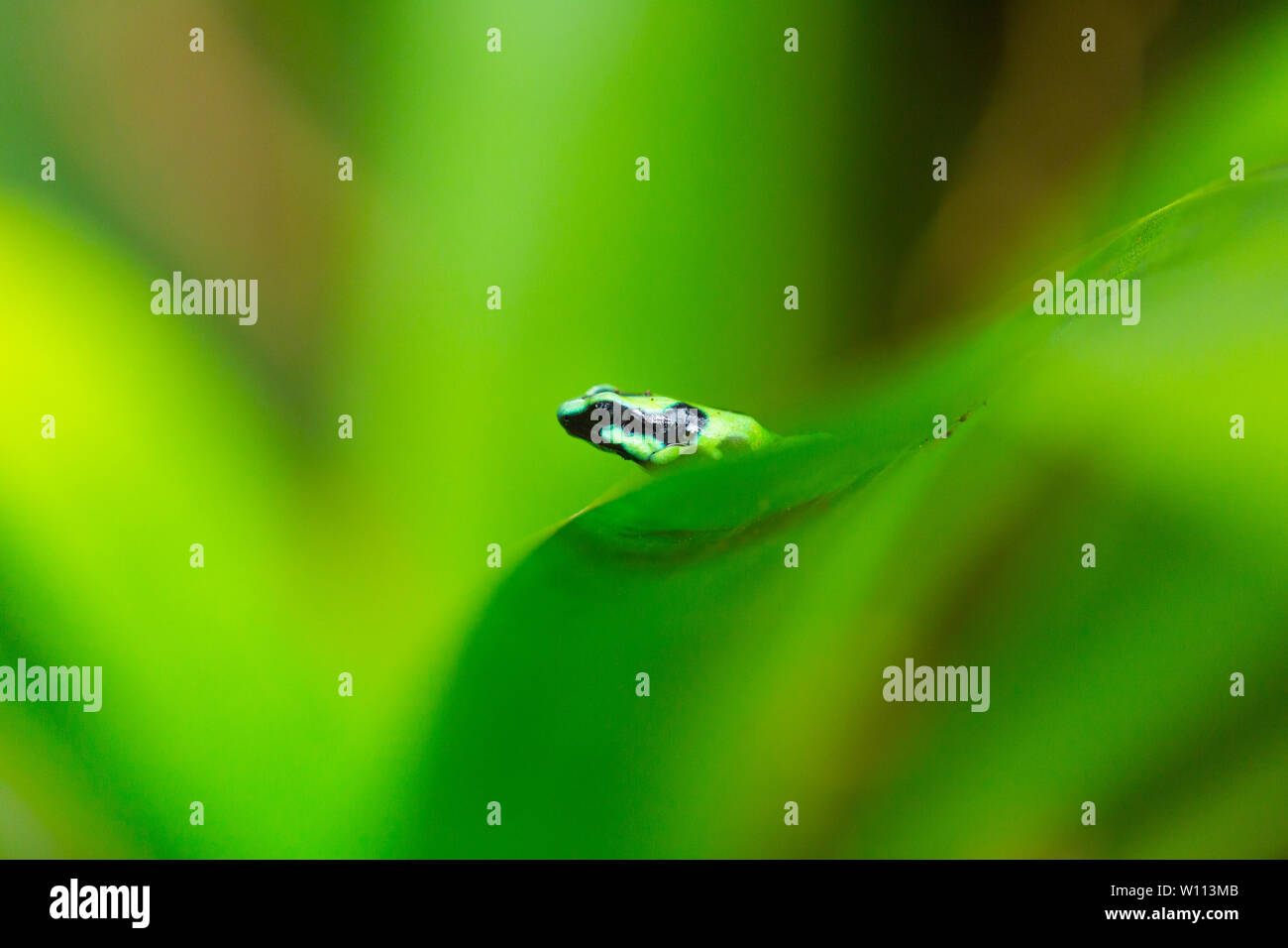 Oophaga pumilio frog, Tropical forest, Dolphin Bay, Bocas del Toro ...