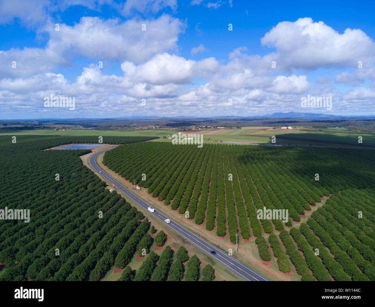 Aerial of macadamia nut tree plantation near Childers Queensland ...