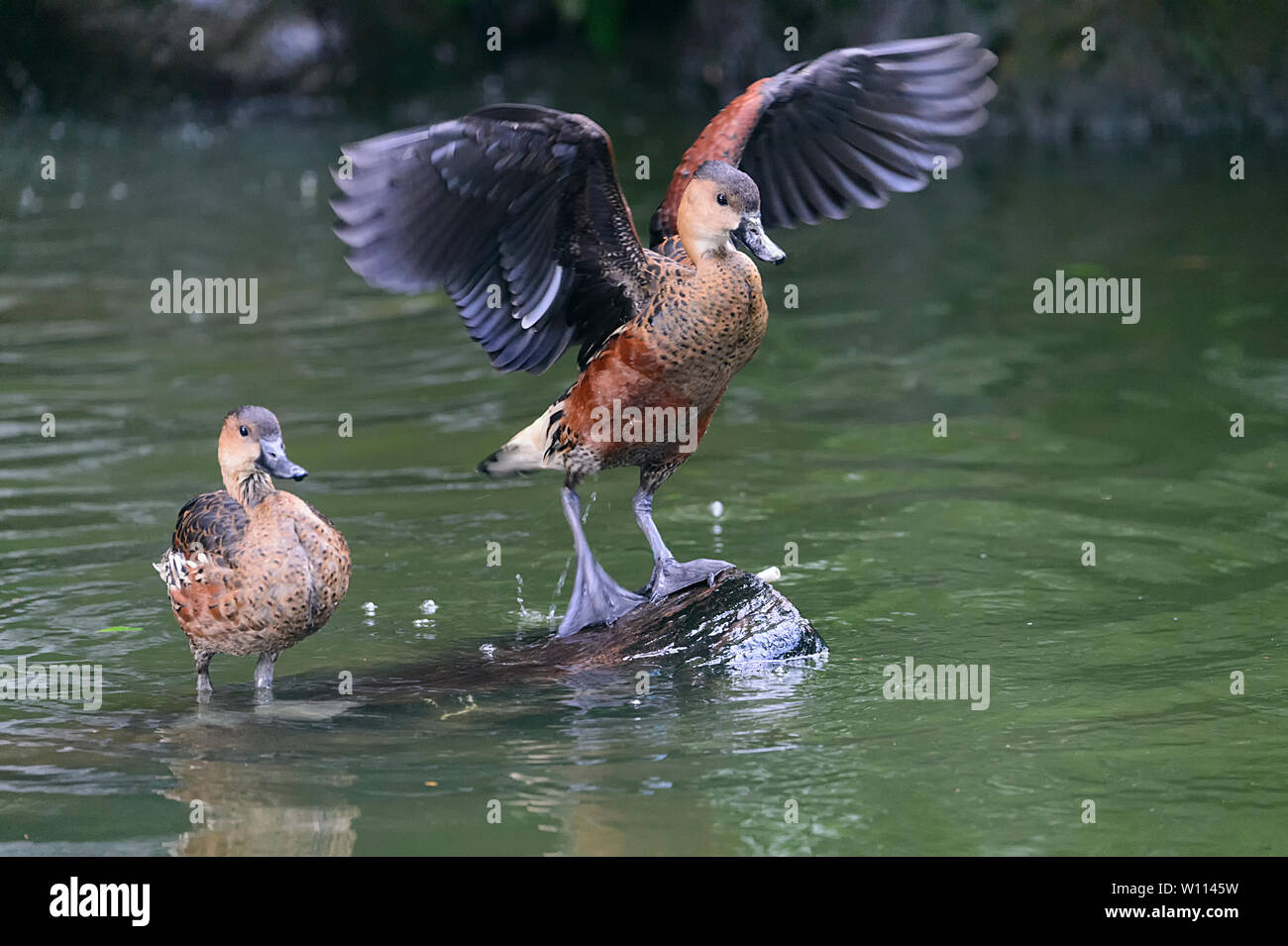 Duck open wings hi-res stock photography and images - Alamy