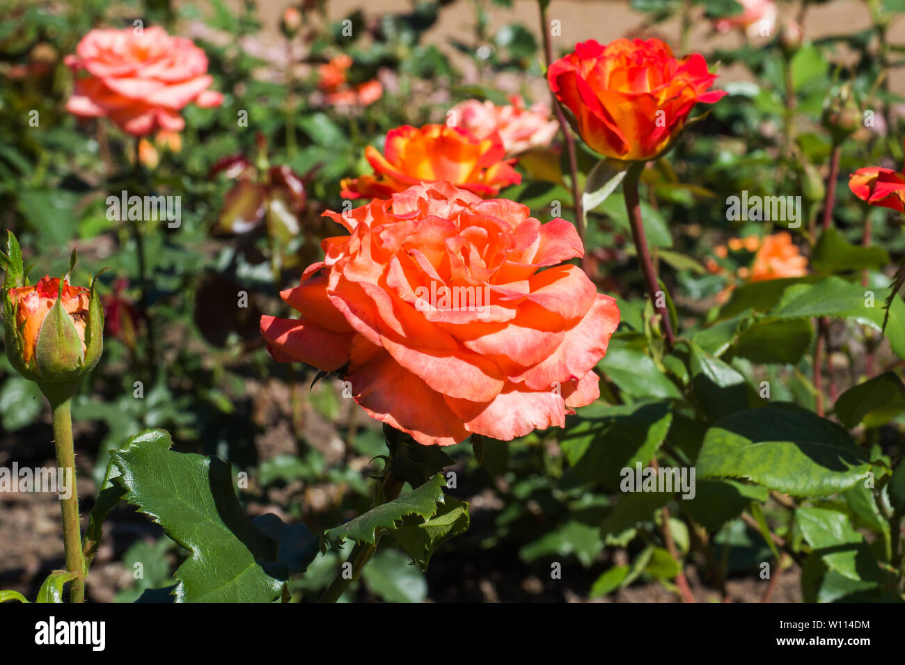 Flowering rose bushes in the summer garden Stock Photo - Alamy