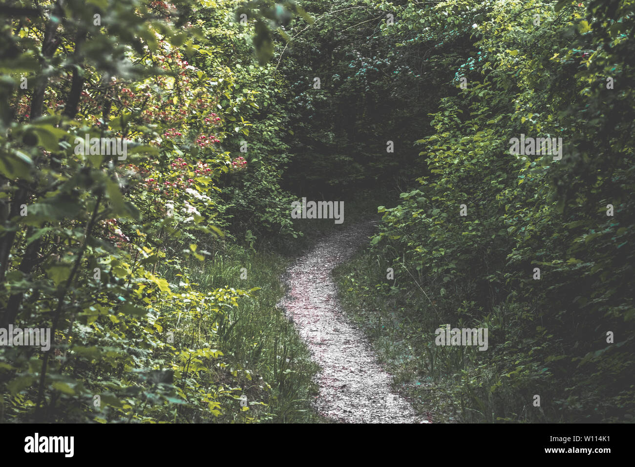 Winding Forest Path with bushes and trees either side. Magical, eery ...