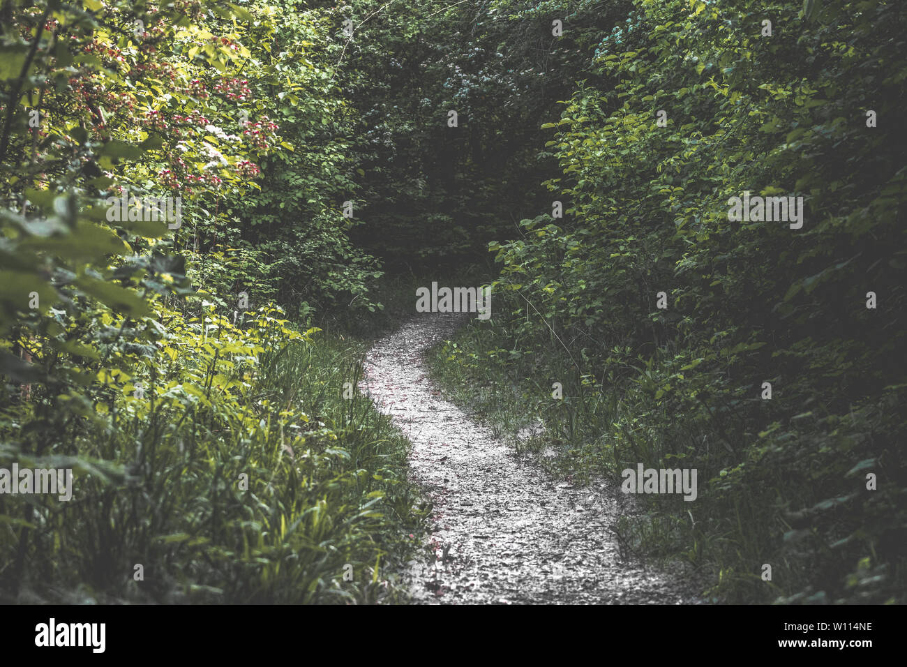 Winding Forest Path with bushes and trees either side. Magical, eery ...