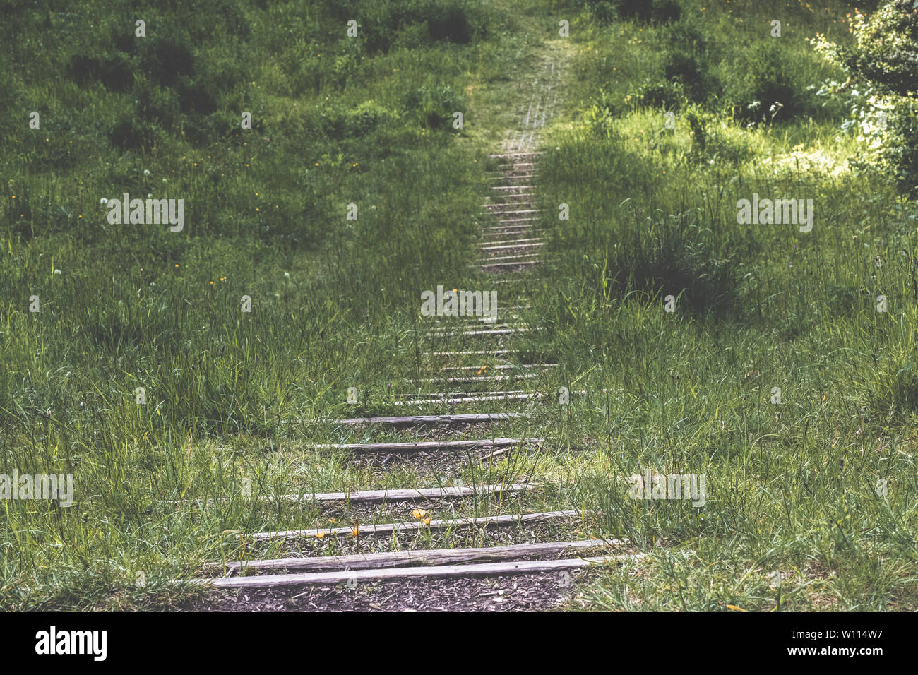 Long Descending Shallow Stairs into Forest Path, Green Wooden Stairway ...