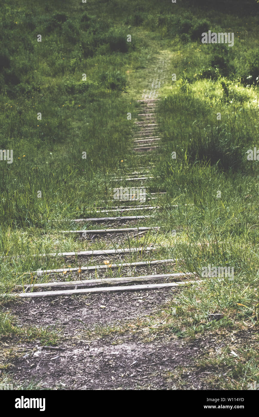Long Descending Shallow Stairs into Forest Path, Green Wooden Stairway ...