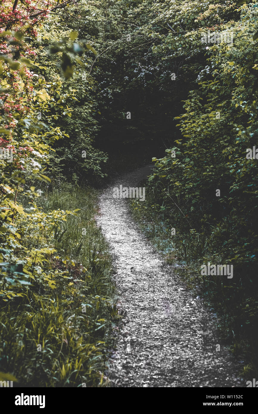 Winding Forest Path with bushes and trees either side. Magical, eery ...