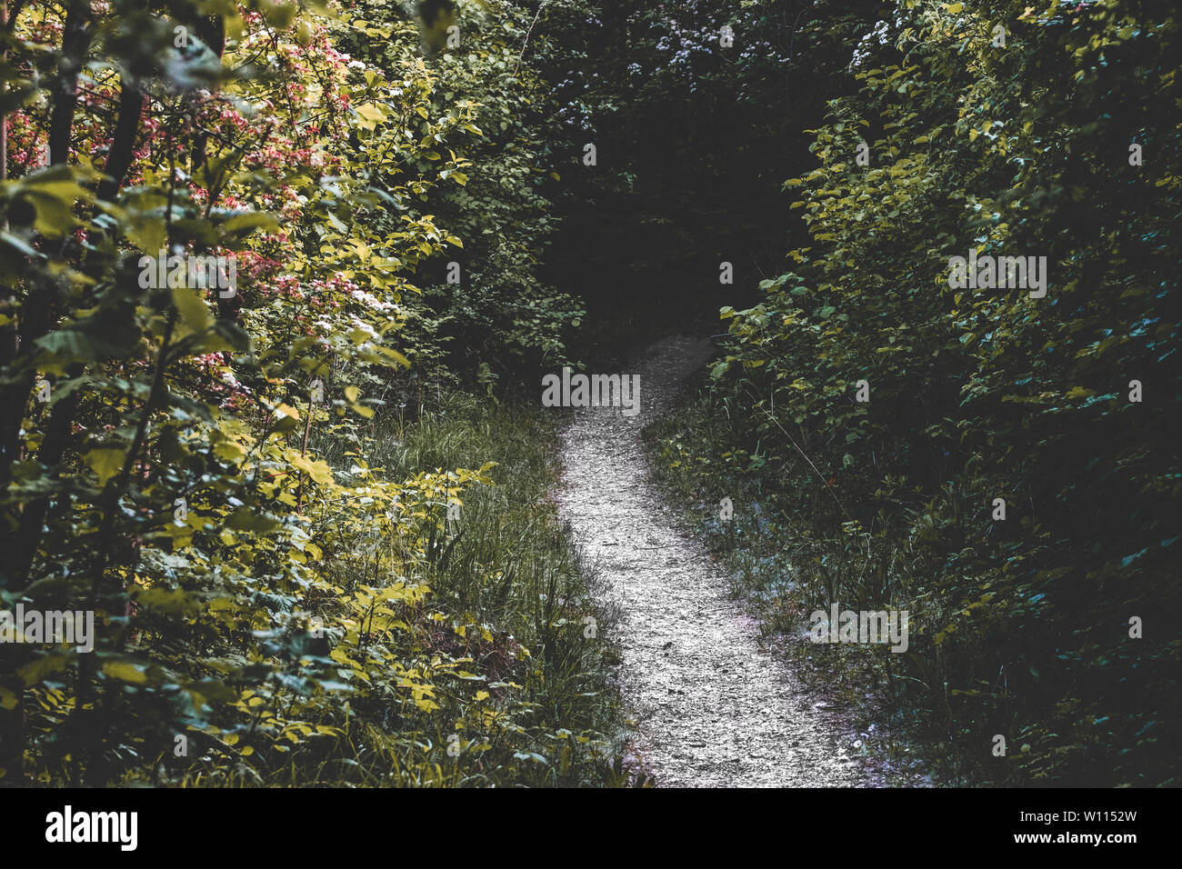 Winding Forest Path with bushes and trees either side. Magical, eery ...