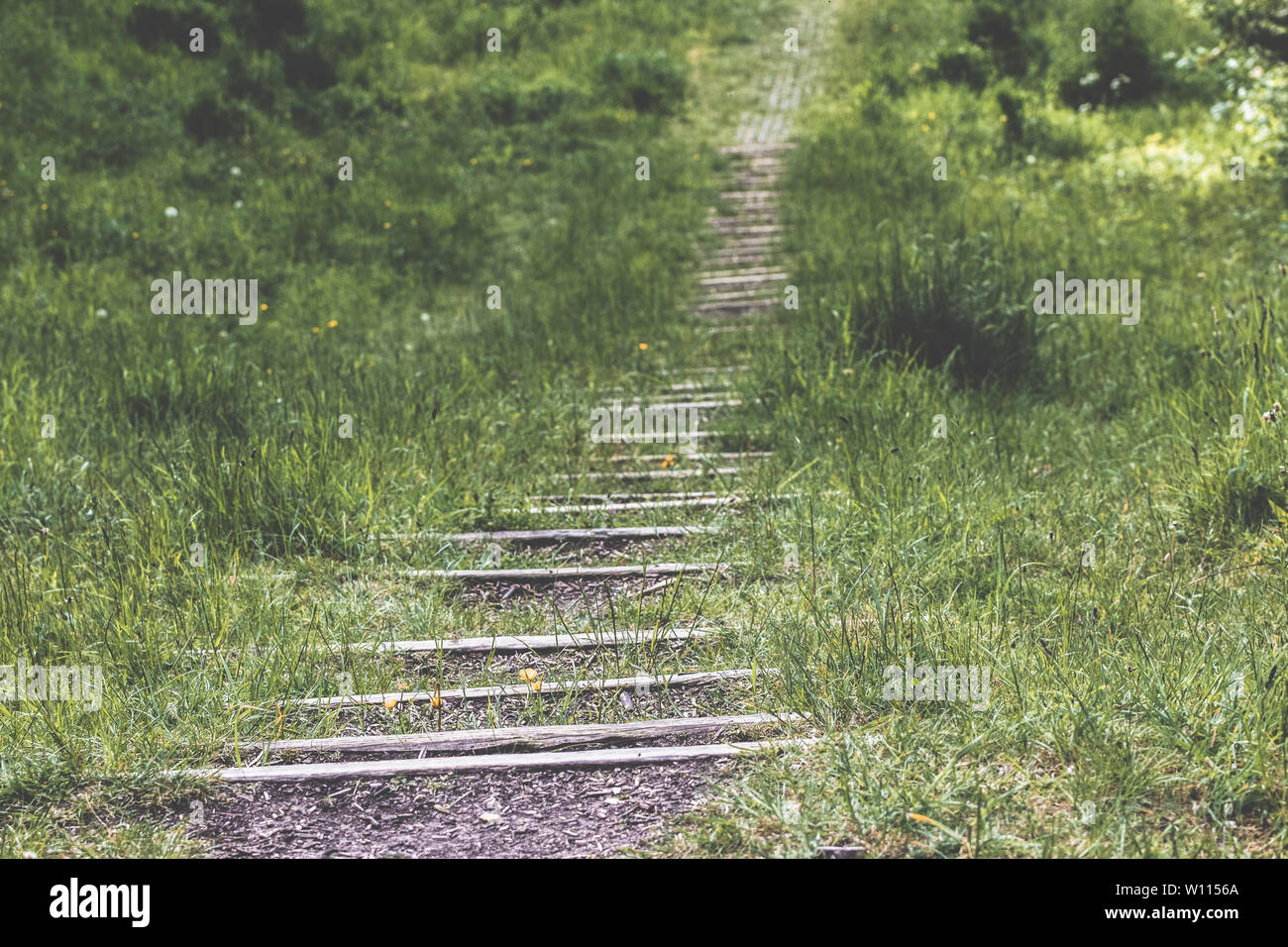 Long Descending Shallow Stairs into Forest Path, Green Wooden Stairway ...