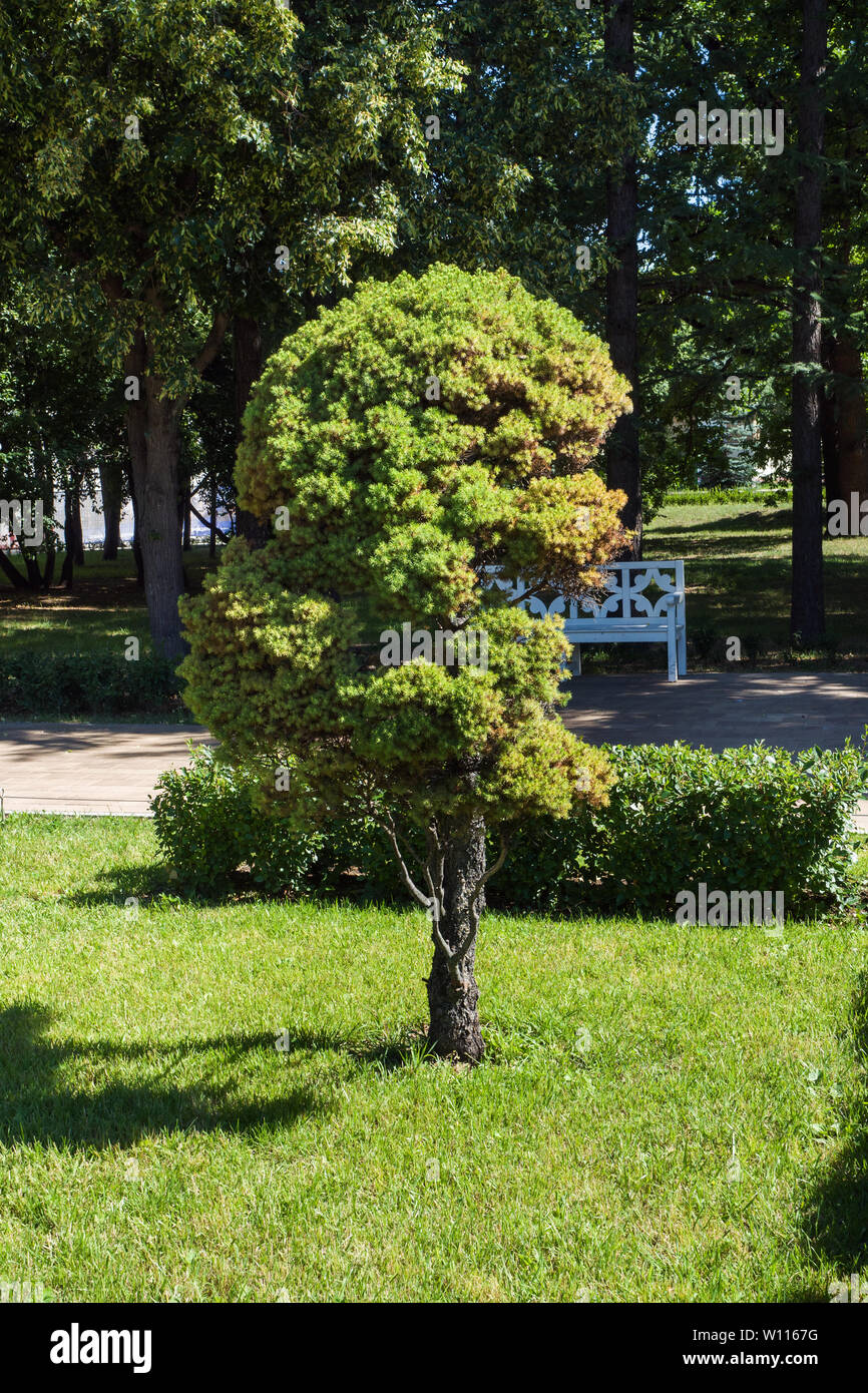 Dwarf fir trees hi-res stock photography and images - Alamy
