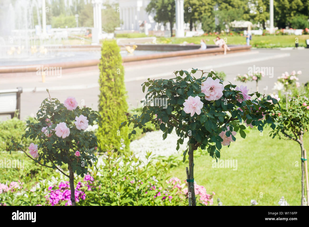 Flowering bushes in rose garden hi-res stock photography and images - Alamy