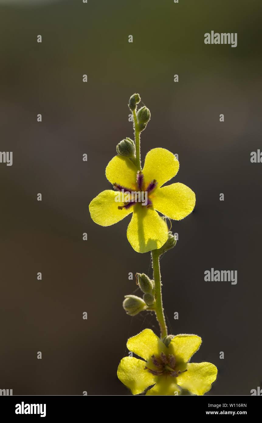Mullein verbascum sinuatum hi-res stock photography and images - Alamy