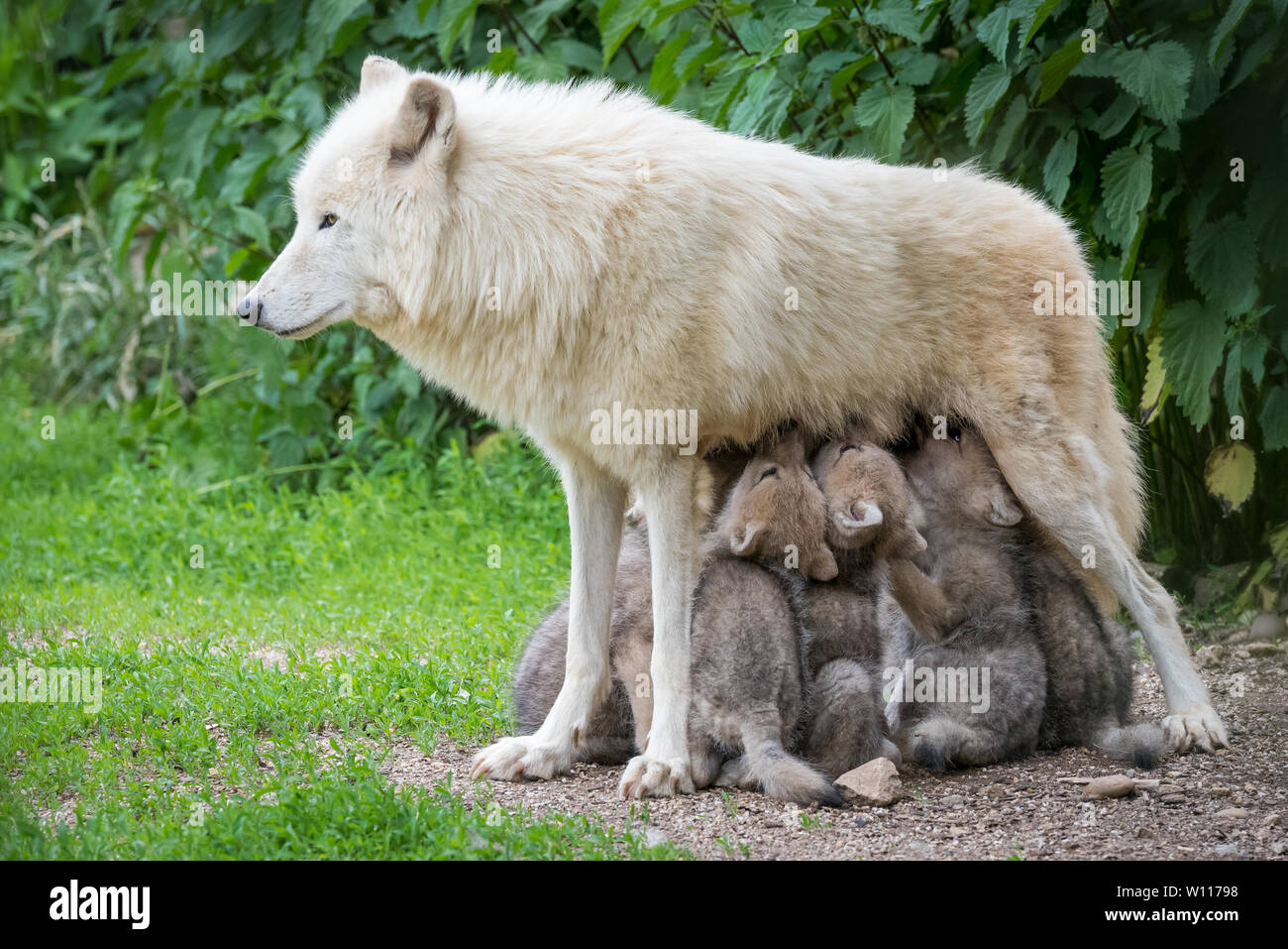 Arctic wolf pups suckling hi-res stock photography and images - Alamy