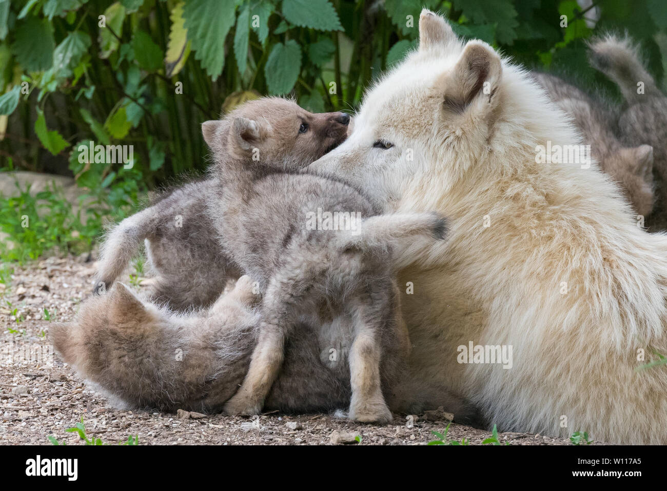 Arctic wolf pup bonding with a pack member Stock Photo - Alamy