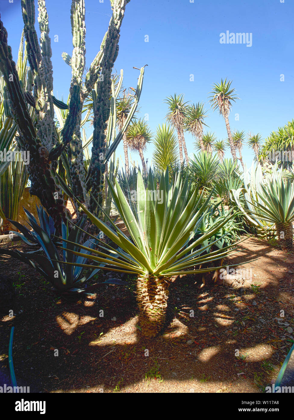 The Madeira Botanical Garden under bright sunshine, Funchal, Madeira ...
