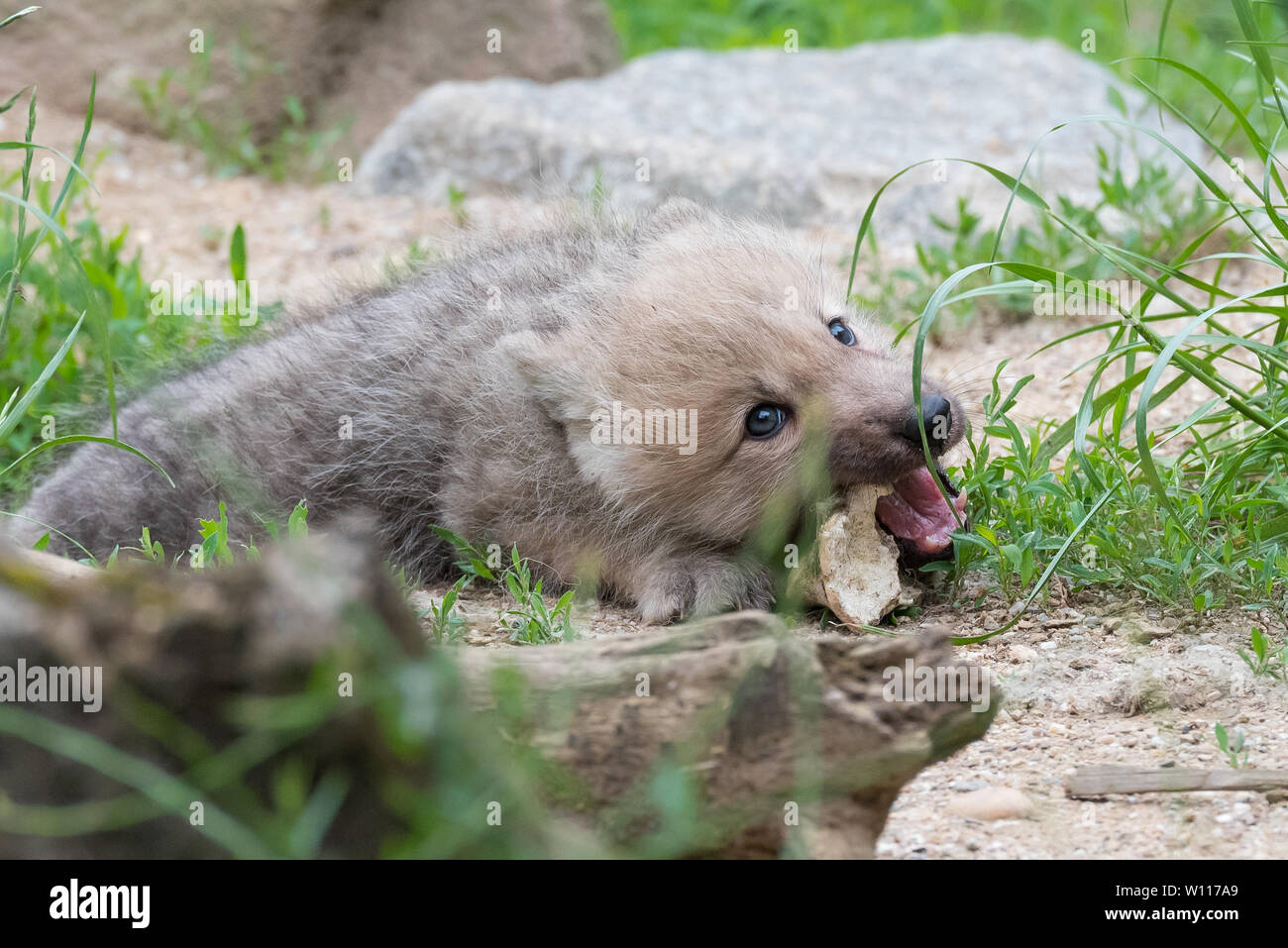 Arctic wolf pup Stock Photo - Alamy