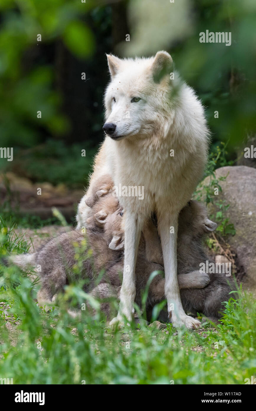 Arctic wolf pups suckling Stock Photo - Alamy