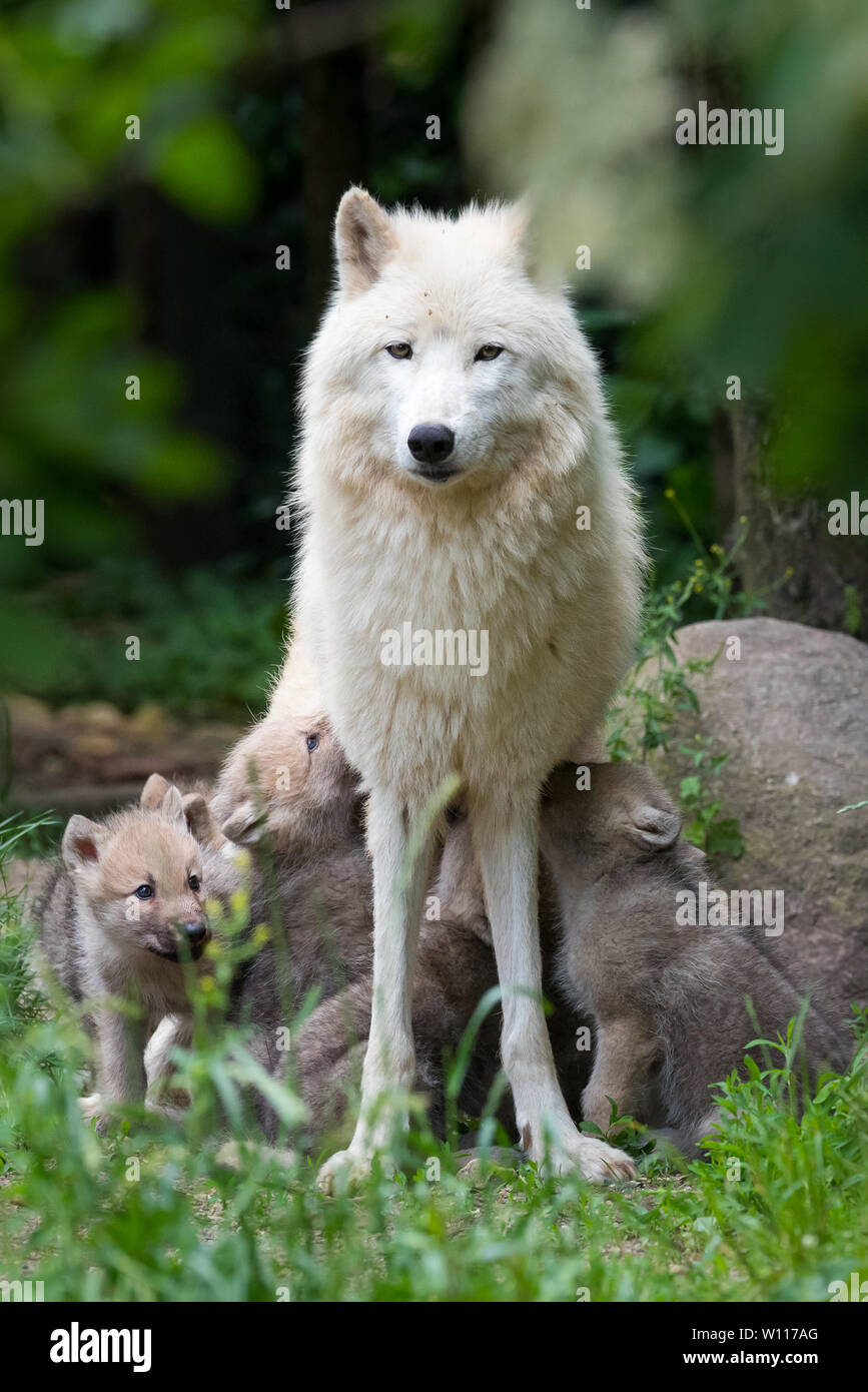 Arctic wolf pups suckling Stock Photo - Alamy