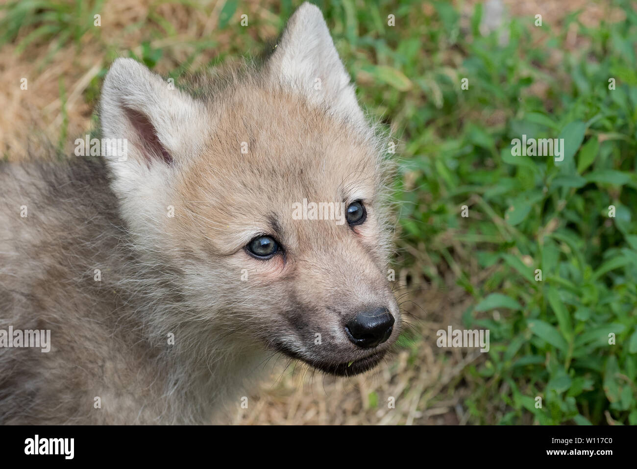 Baby Arctic Wolf