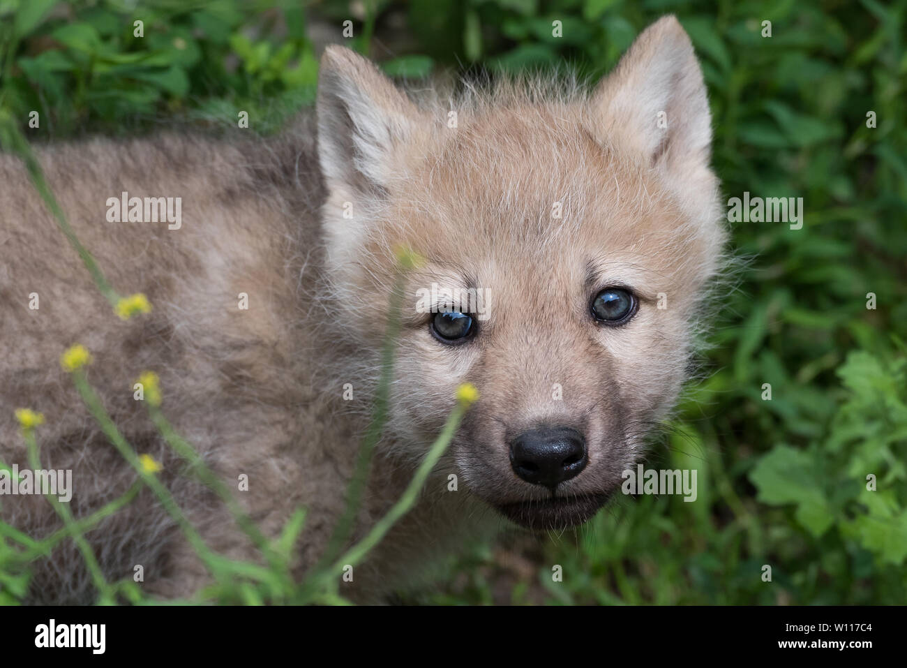 Arctic Wolf Pup Pack High Resolution Stock Photography and Images - Alamy