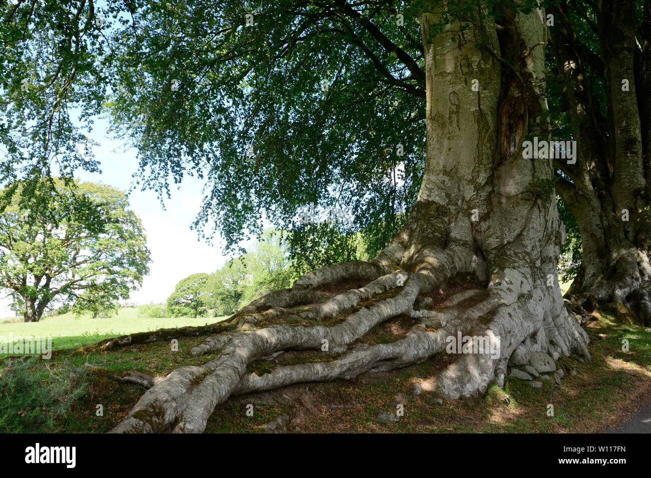 Beech tree roots on a woodland walk Carmarthenshire Wales Cymru UK ...