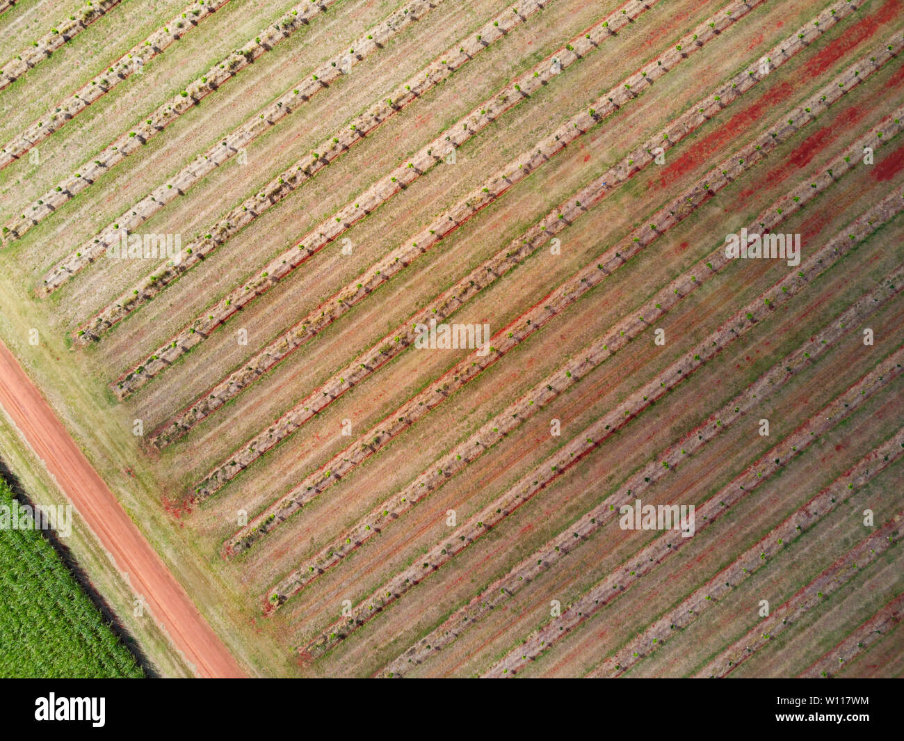 Aerial nadir view of young commercial macadamia nut trees in an orchard ...
