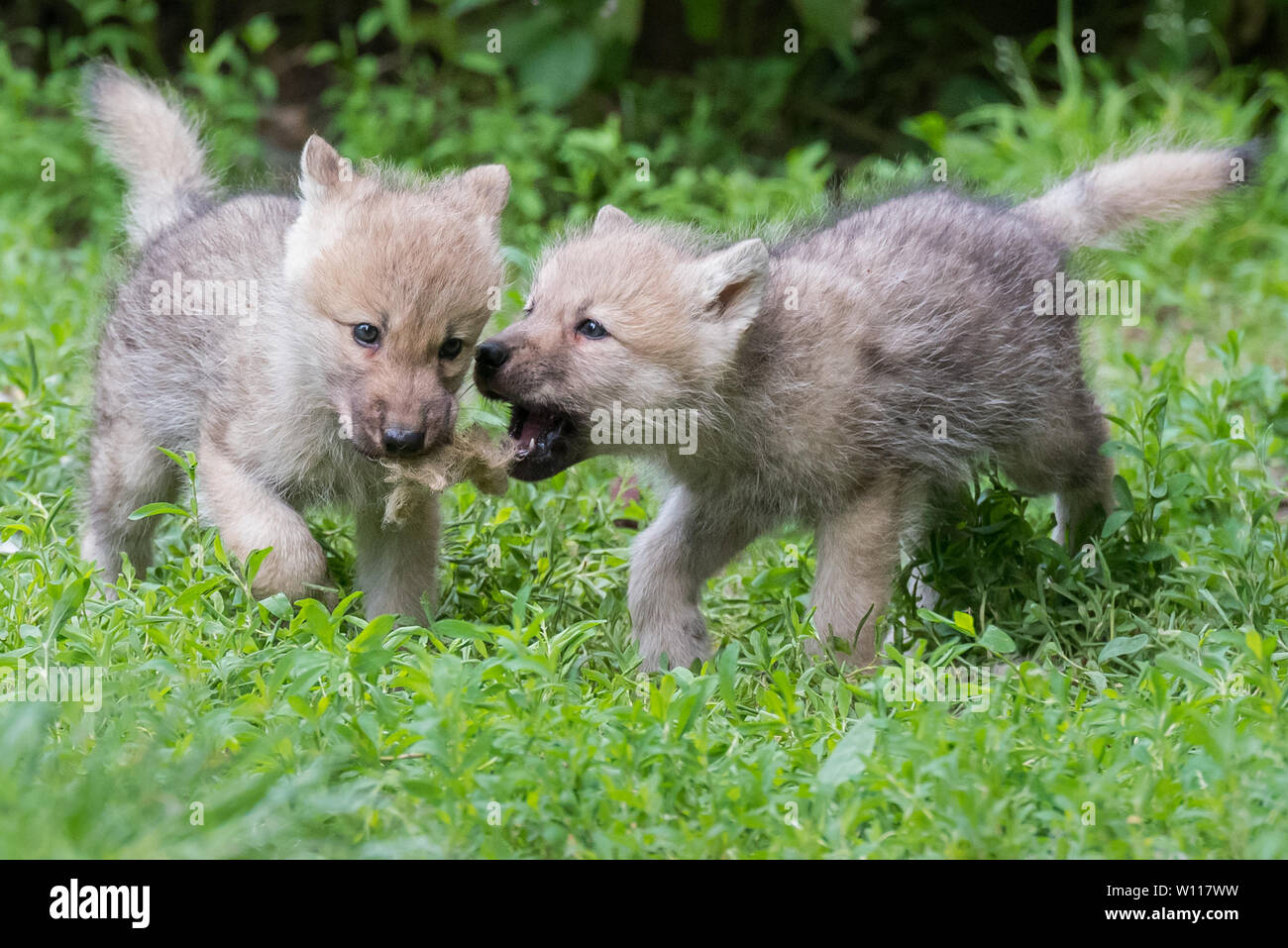 Arctic Wolf Pups High Resolution Stock Photography and Images - Alamy