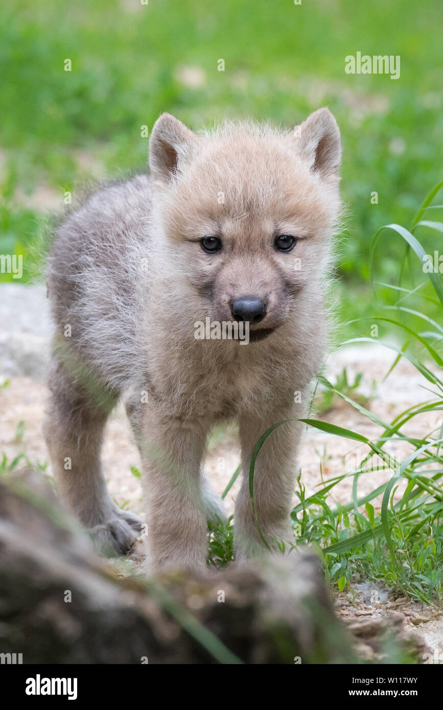 Arctic Wolf Pup Newborn