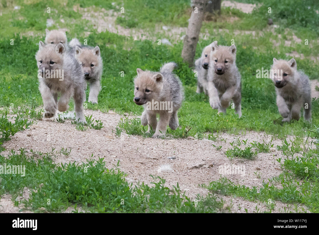 Arctic wolf pups Stock Photo - Alamy