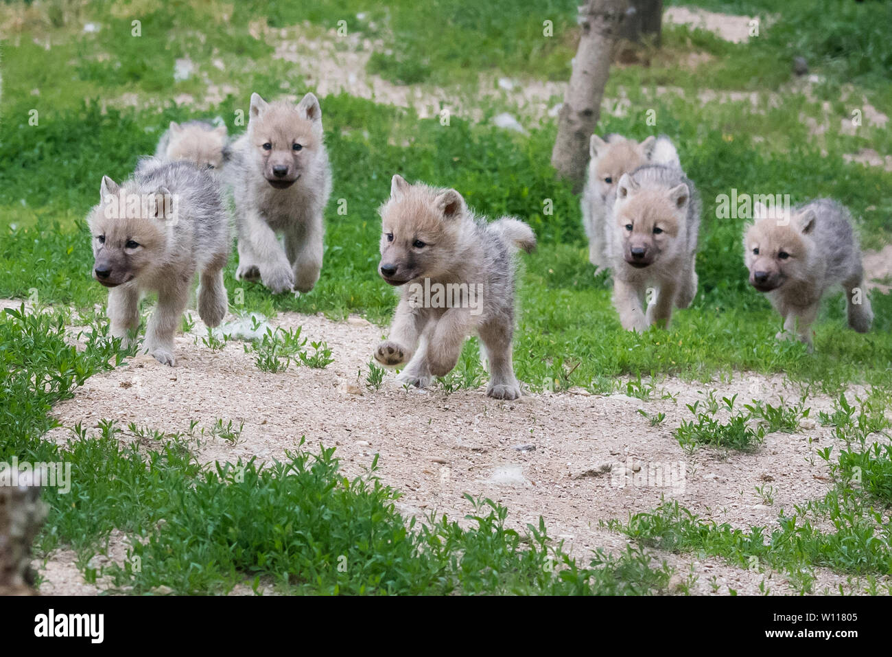 Arctic Wolf Pups High Resolution Stock Photography and Images - Alamy