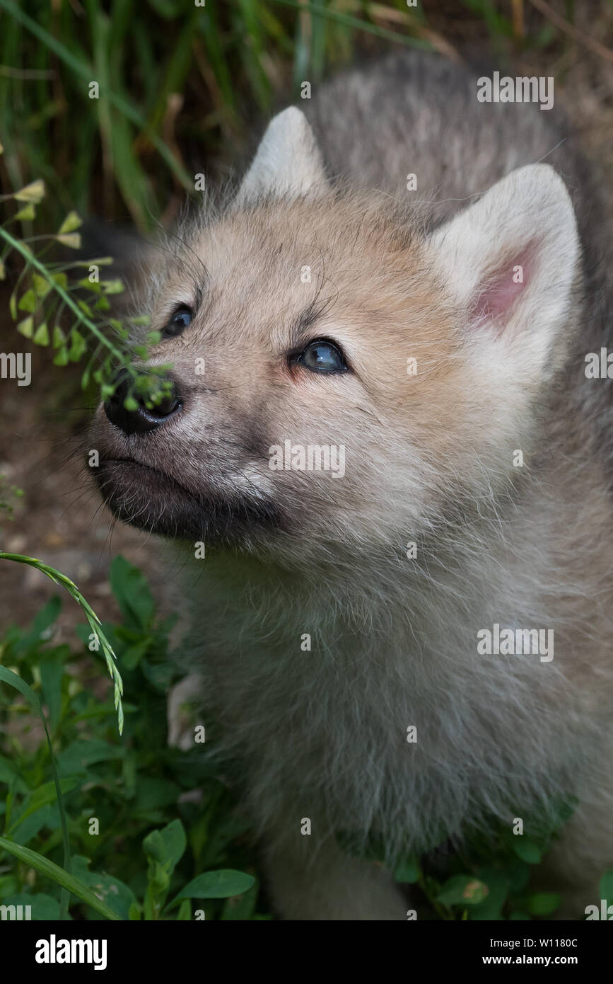 Arctic wolf pup pack hi-res stock photography and images - Alamy