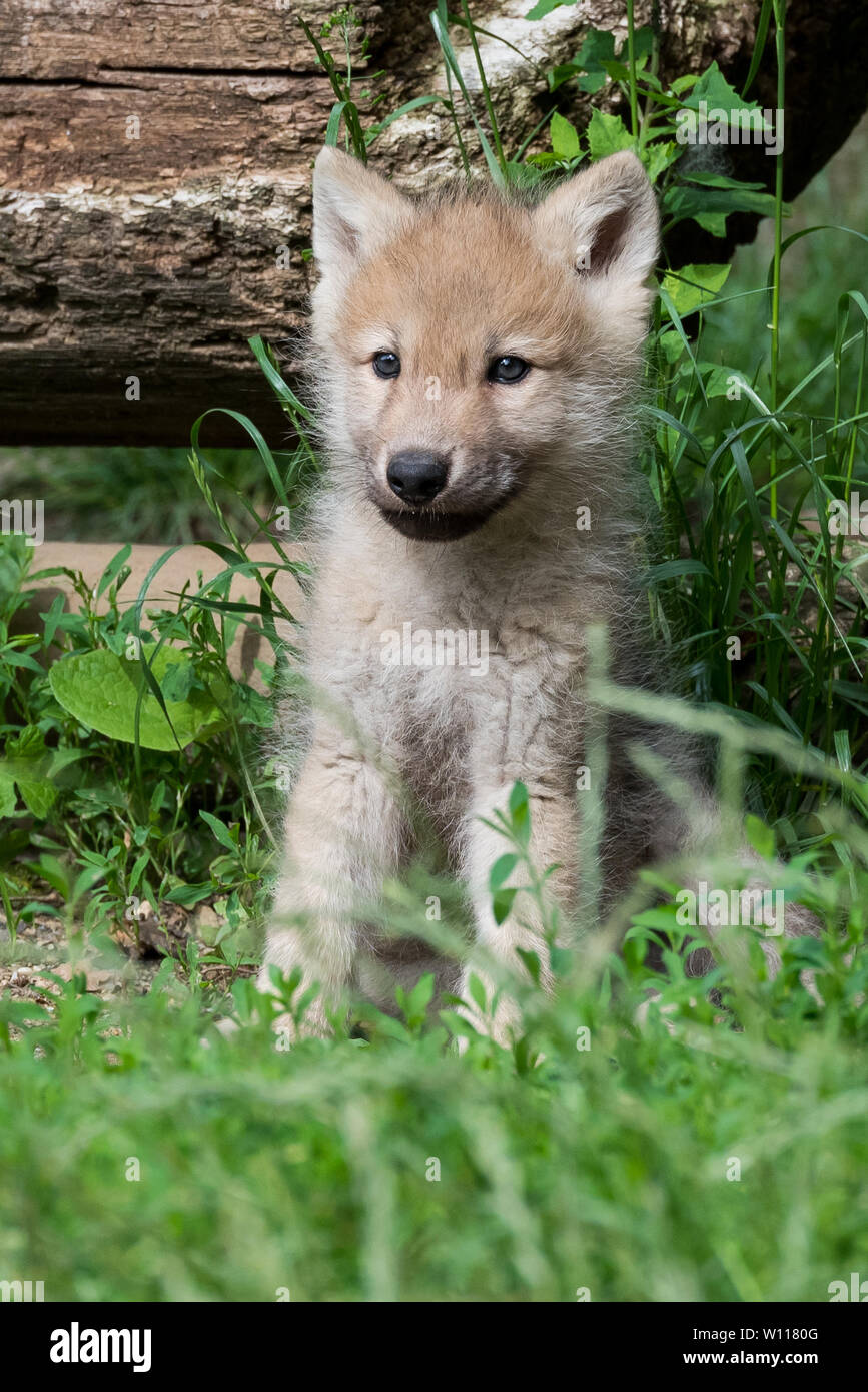 Arctic wolves hi-res stock photography and images - Alamy