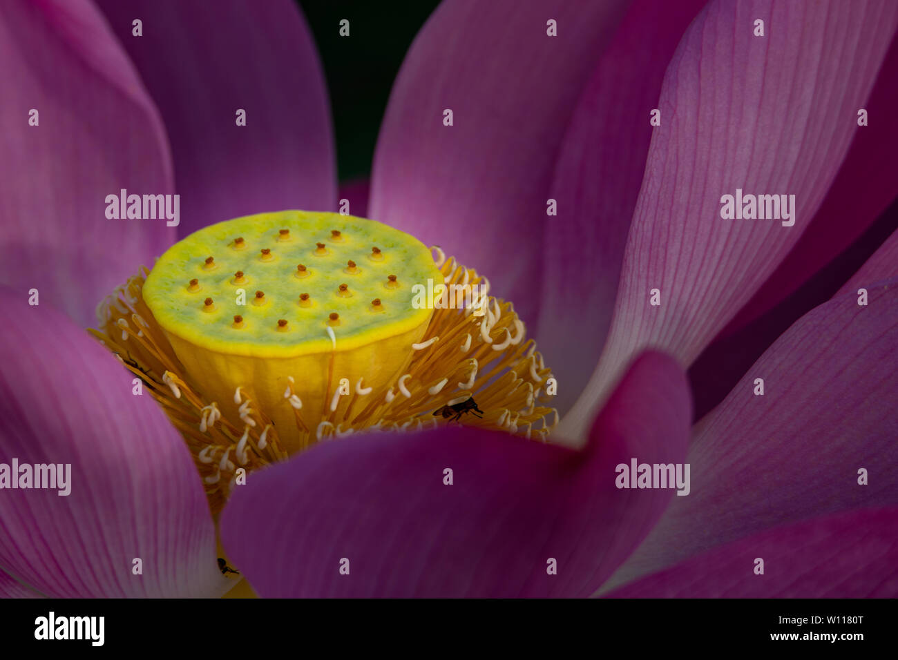Yellow seed pod hi-res stock photography and images - Alamy
