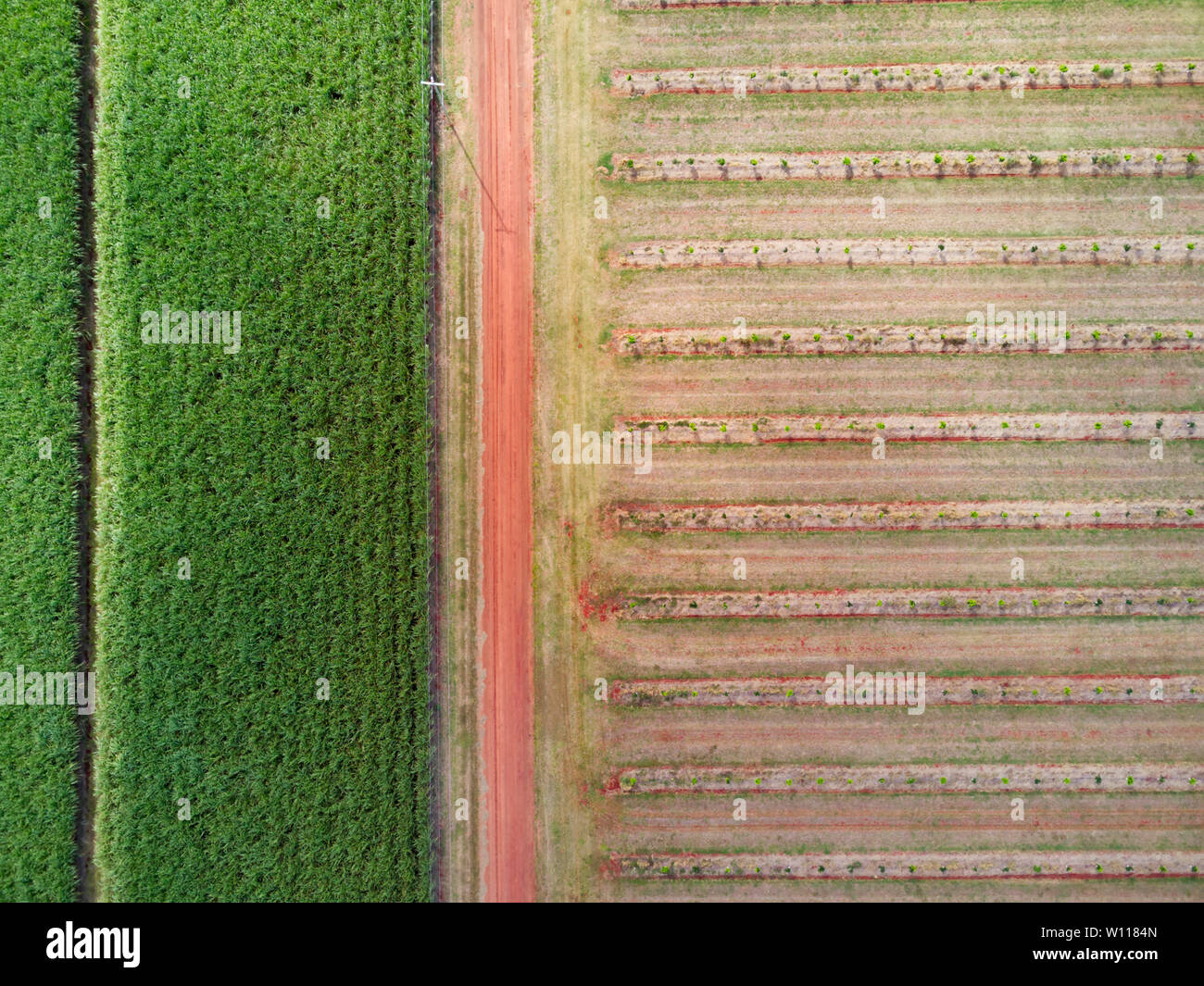 Aerial nadir view of young commercial macadamia nut trees competeing ...