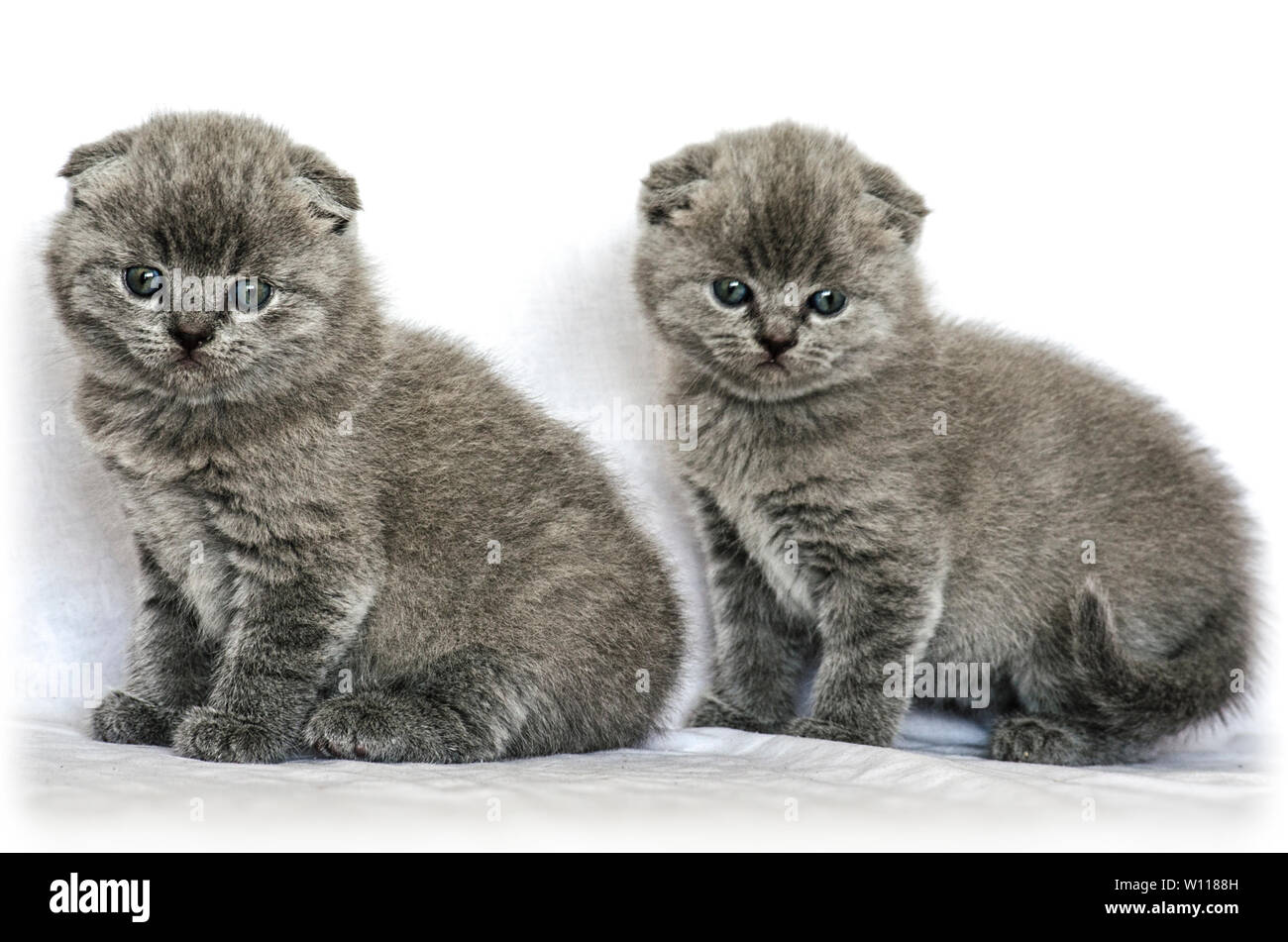 Small british kitten the age of 1 month Stock Photo - Alamy