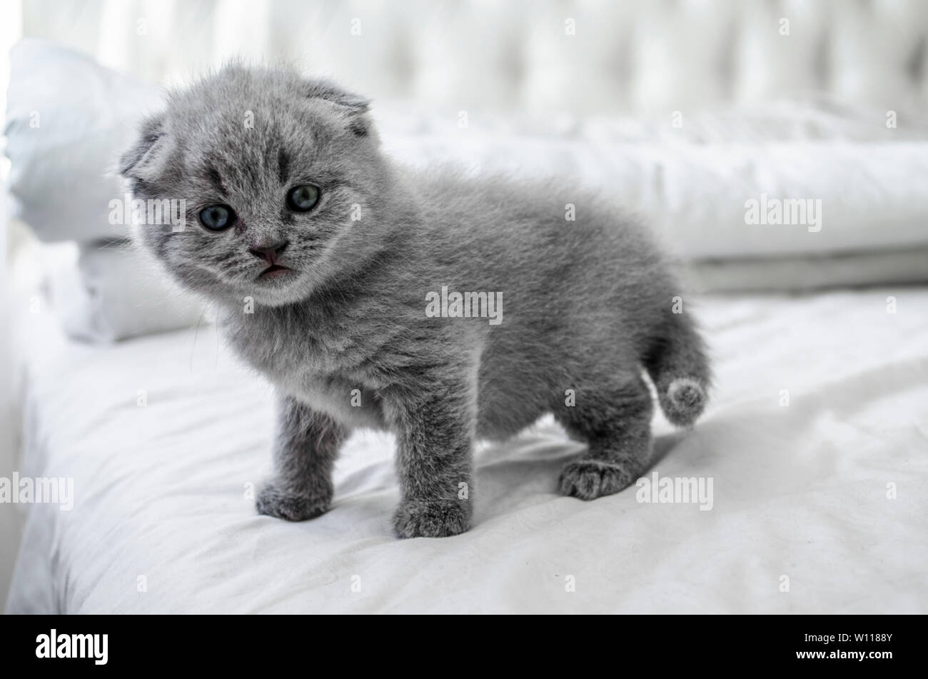 Age 1 month hi-res stock photography and images - Alamy