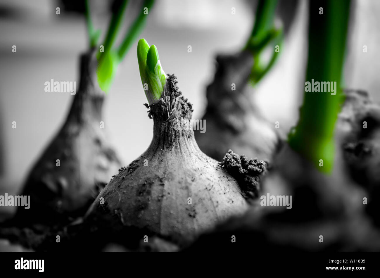 Onion layout hi-res stock photography and images - Alamy