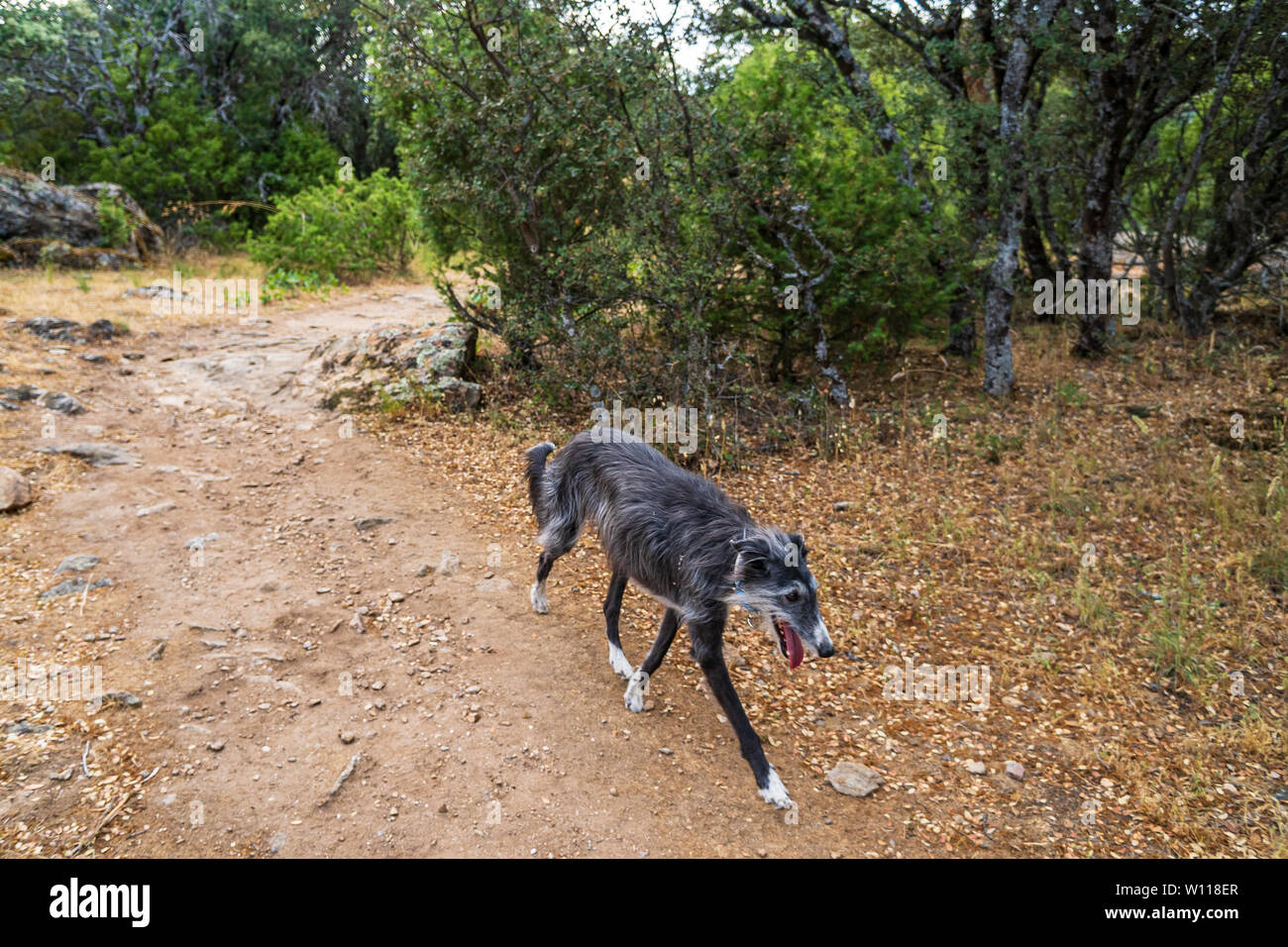 Black greyhound walking through a path between oaks Stock Photo - Alamy
