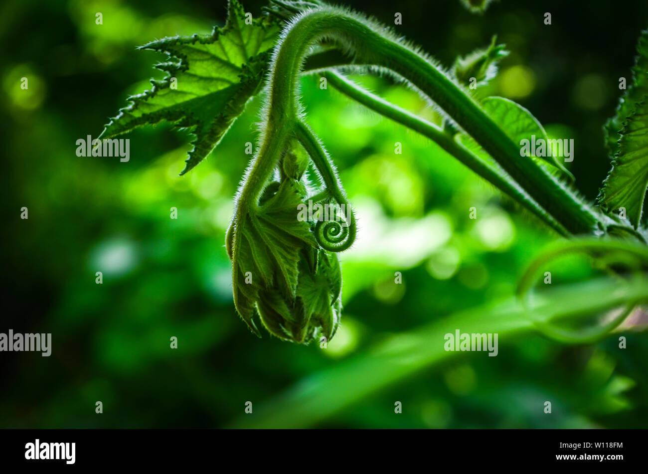 Spiral leaf pattern hi-res stock photography and images - Alamy
