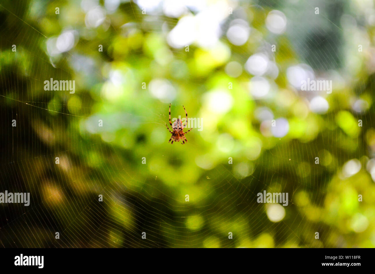 Spider on the web. Spiderweb background, bright yellow green sun light ...