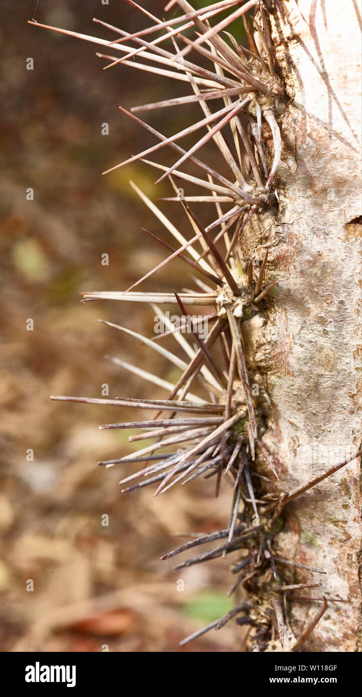 Spikes On Tree Trunk High Resolution Stock Photography and Images - Alamy