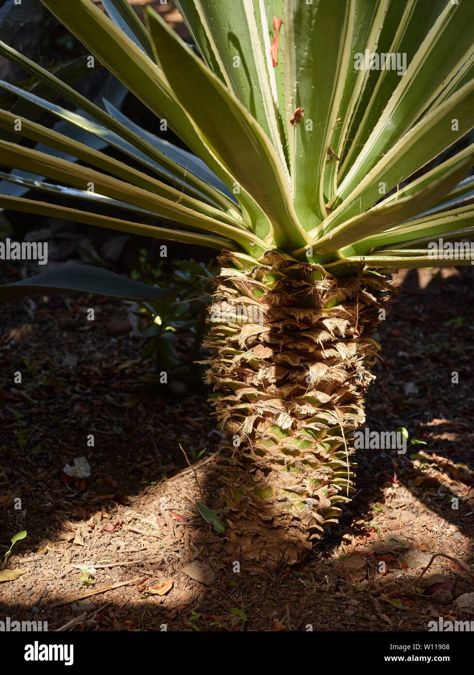 The Madeira Botanical Garden under bright sunshine, Funchal, Madeira ...