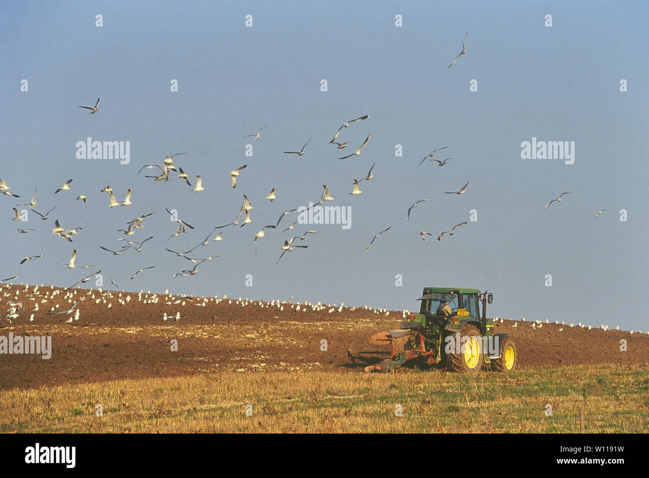 Tractor ploughing gulls hi-res stock photography and images - Alamy