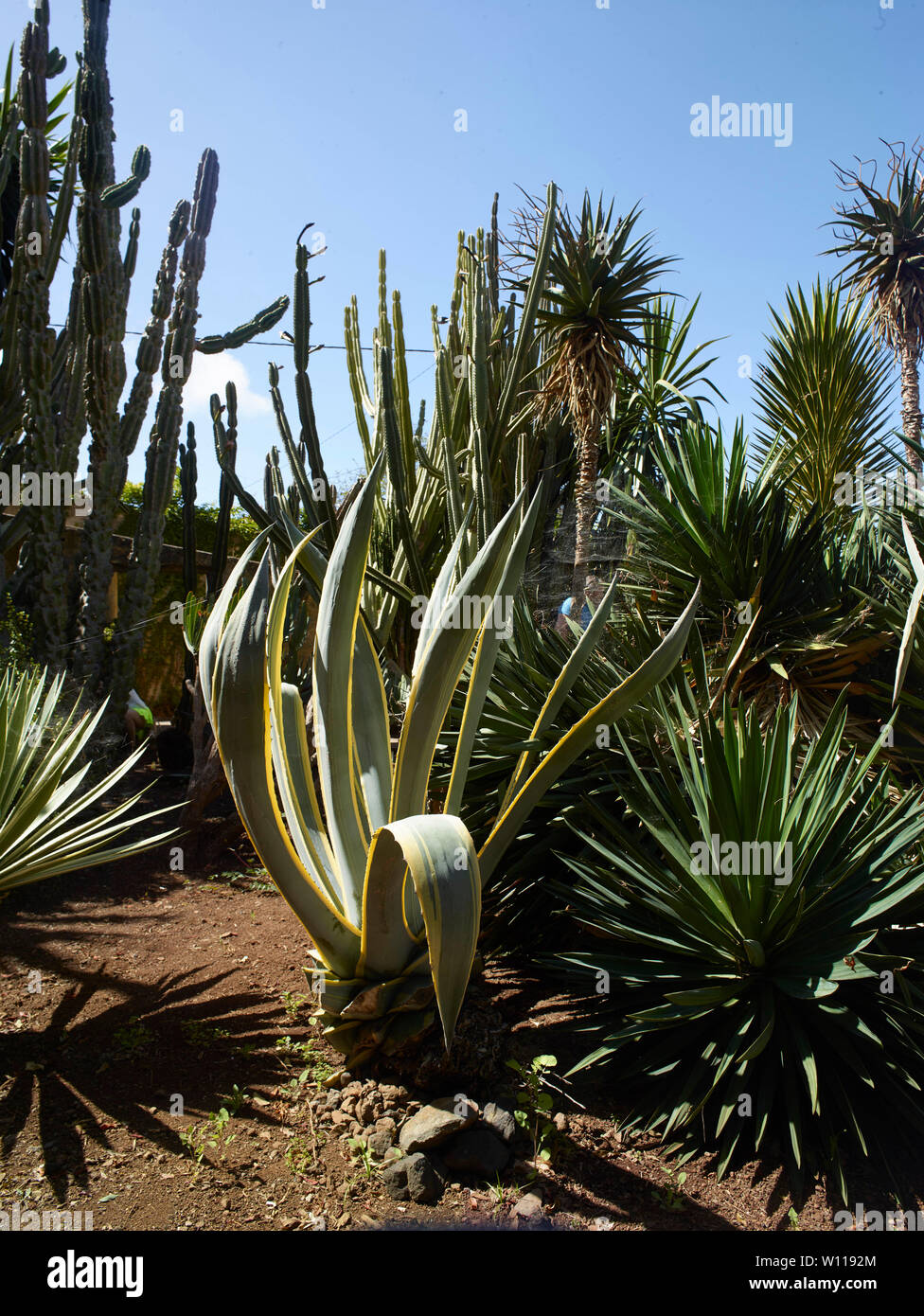 The Madeira Botanical Garden under bright sunshine, Funchal, Madeira ...