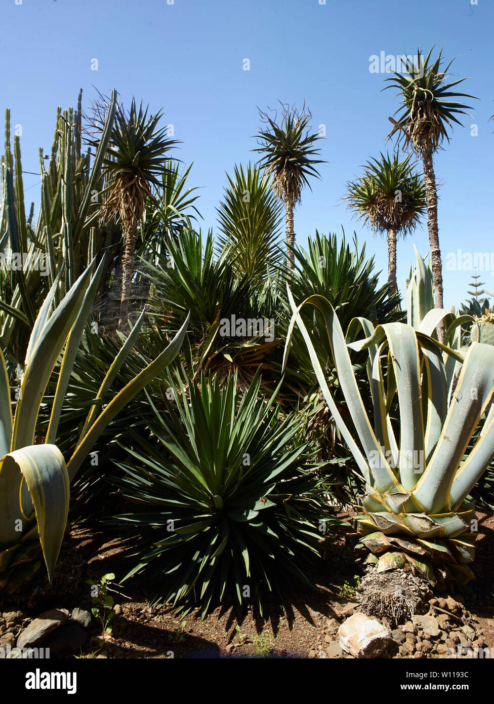 The Madeira Botanical Garden under bright sunshine, Funchal, Madeira ...