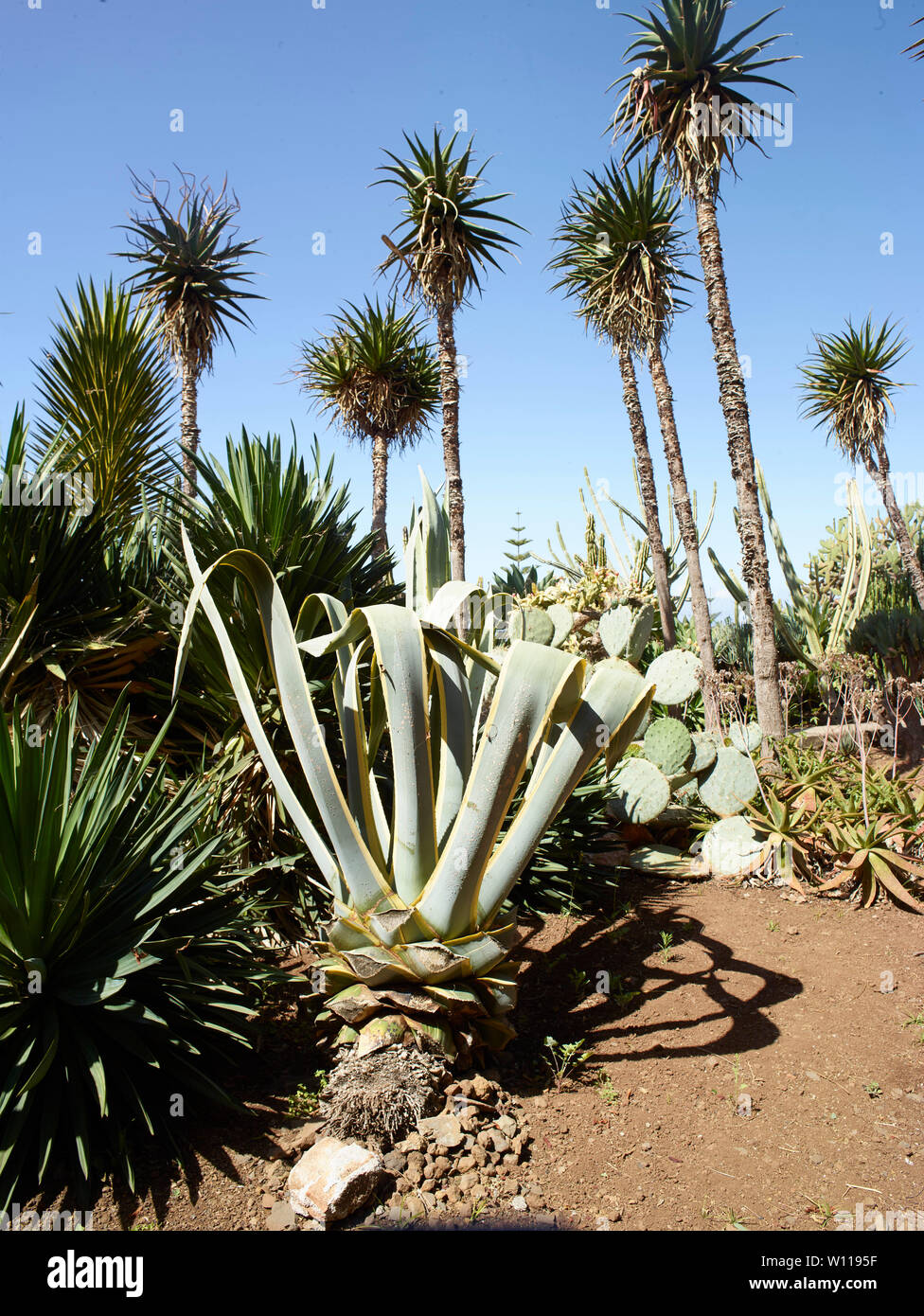 The Madeira Botanical Garden under bright sunshine, Funchal, Madeira ...
