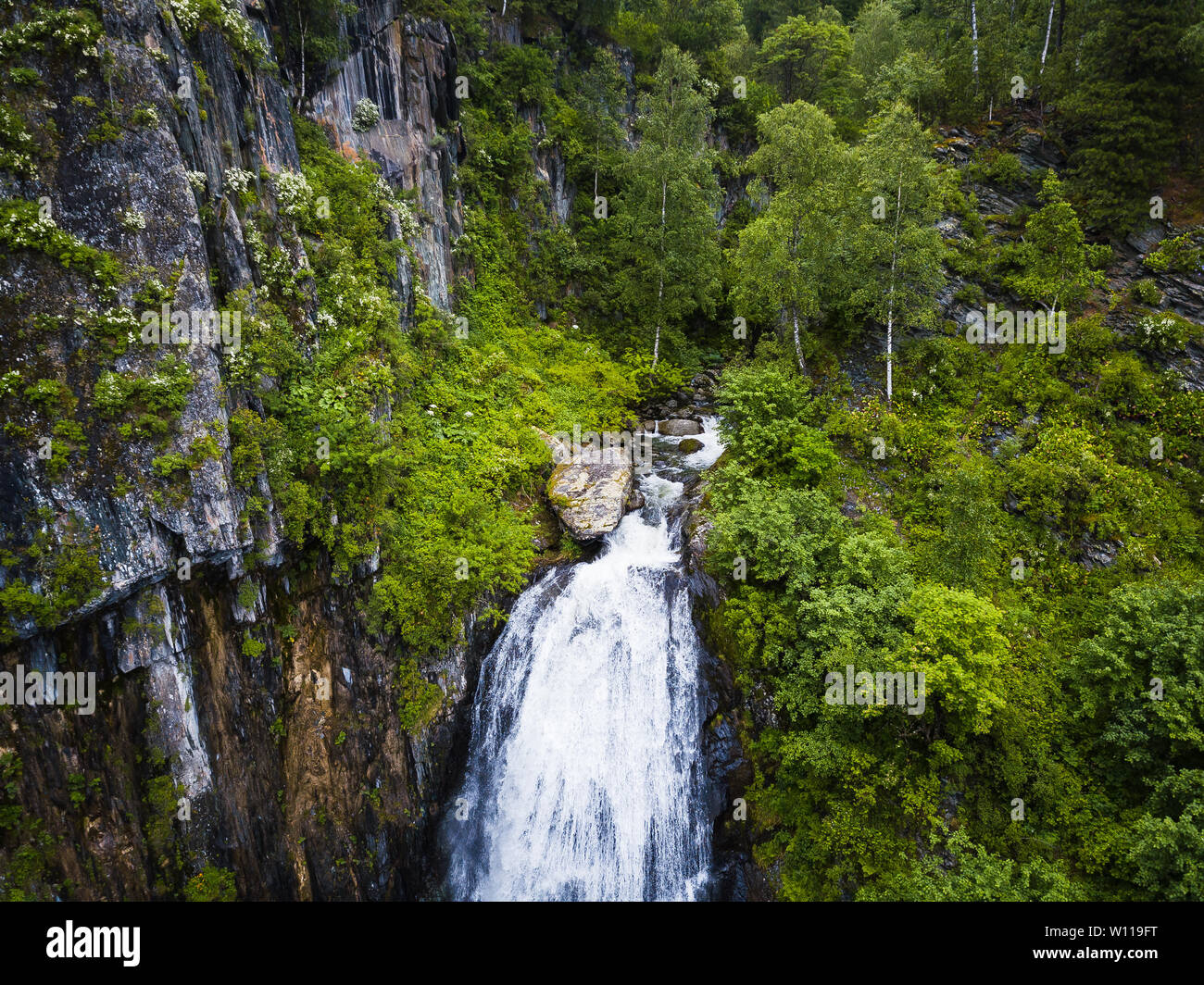 Altai trees up close hi-res stock photography and images - Alamy