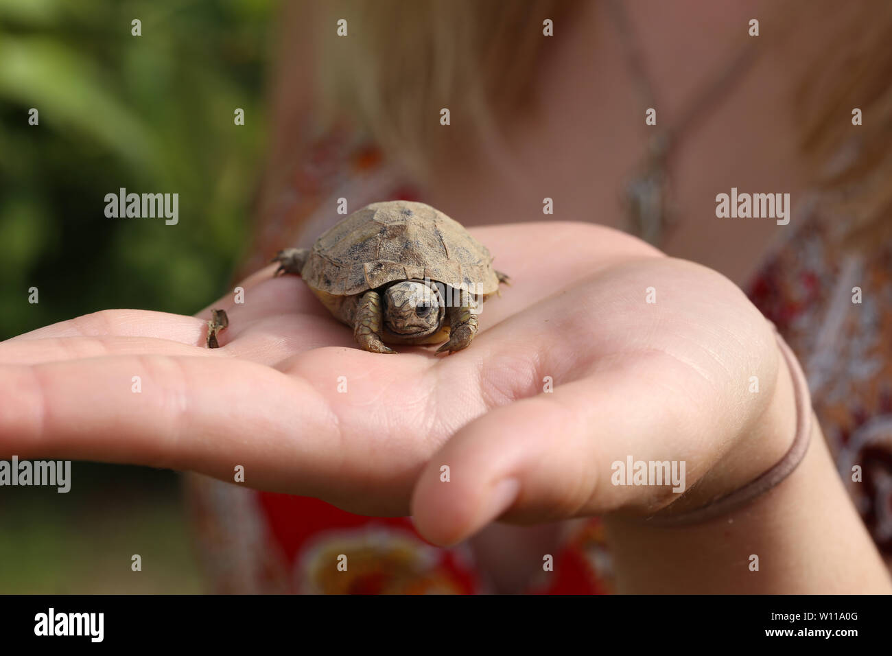 Hatching baby sea turtles egg hi-res stock photography and images - Alamy