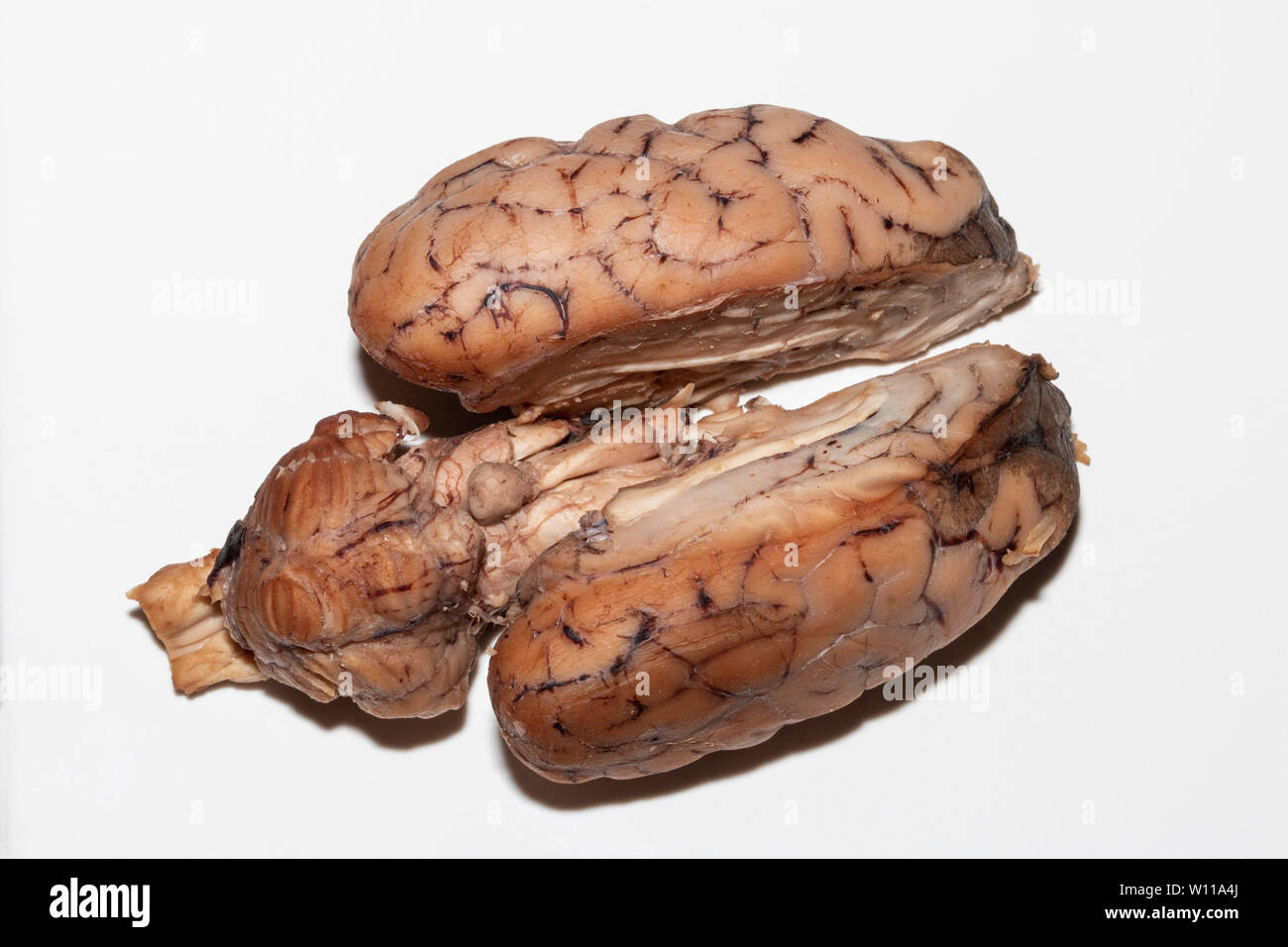 Intermediate Mass Sheep Brain