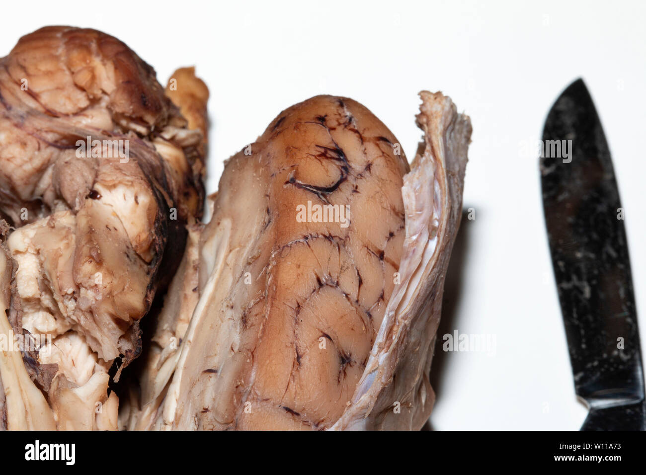 Sheep brain dissection hi-res stock photography and images - Alamy