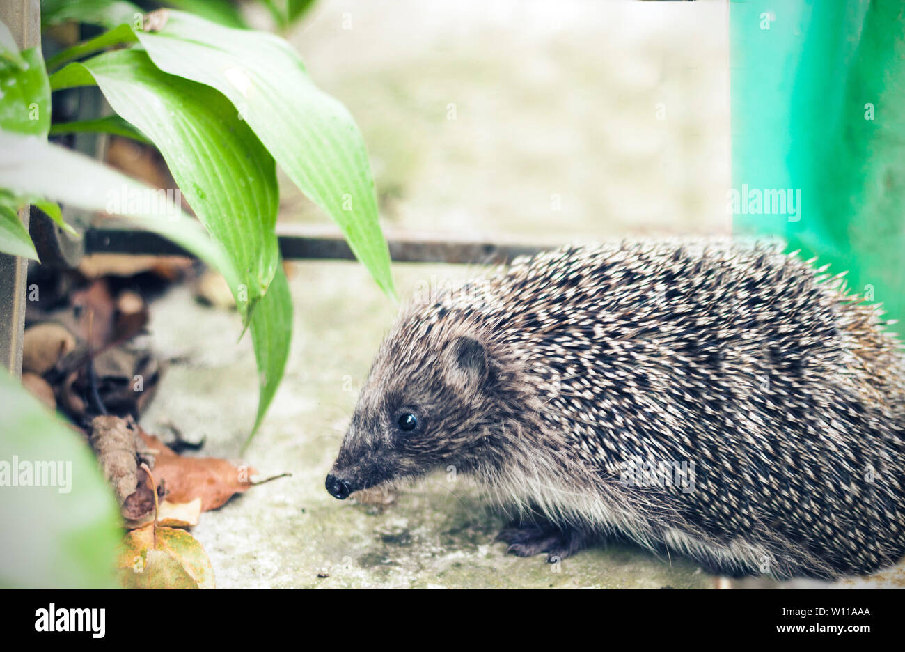 European hedgehog (Erinaceus europaeus) in the yard under a bush Stock ...